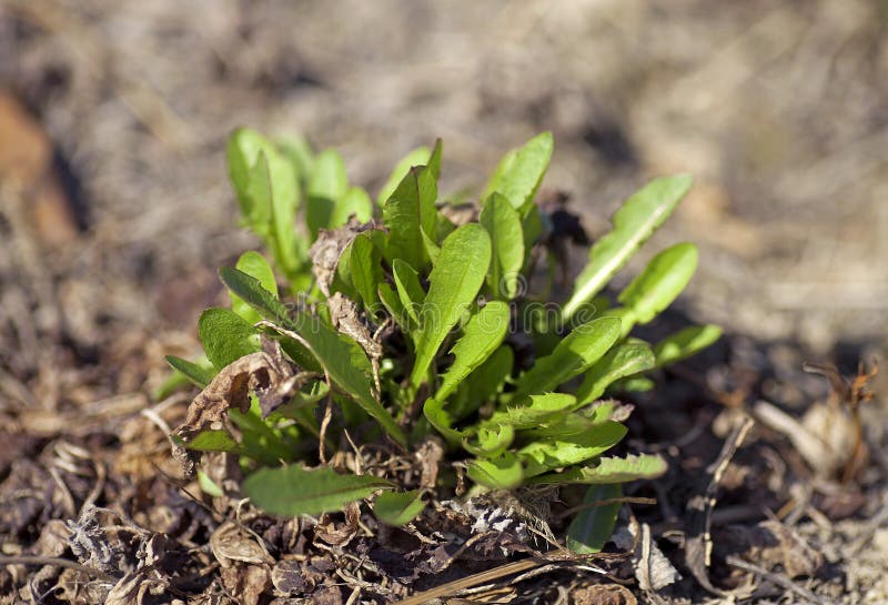 Wild Vegetables on the Ground Stock Image - Image of green, clear ...