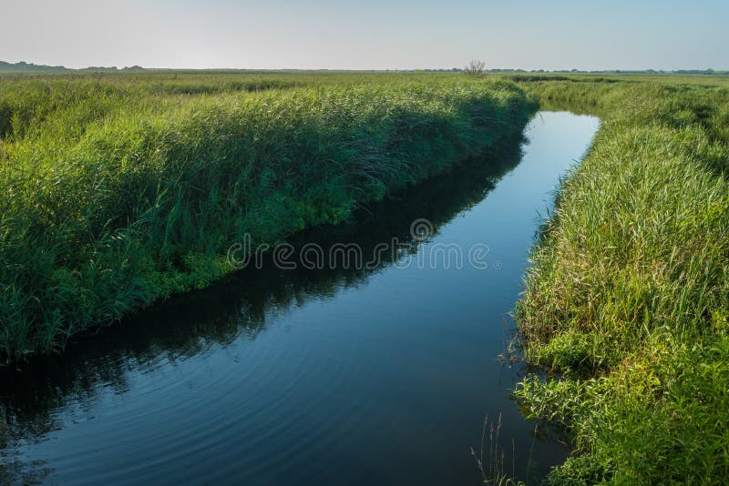 Wild Vegetation Along the River Bank. Stock Photo - Image of leaf ...