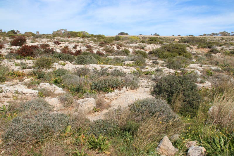Wild Vegetation in the Countryside (malta) Stock Image - Image of grass ...