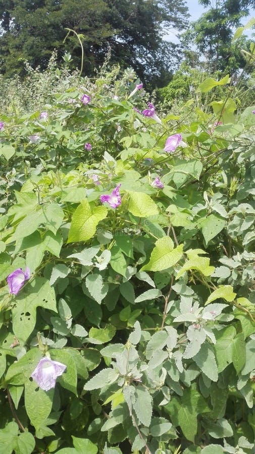 Wild vegetation stock photo. Image of bosques, flowers - 117460470