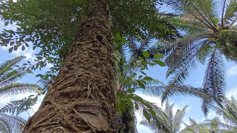 The Wild Vegetation that Sprout Out from and Around the Tree Bark ...