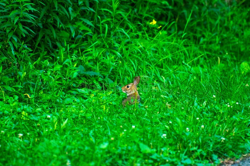 A Wild and Very Cute Rabbit Stock Photo - Image of green, garden: 152152060