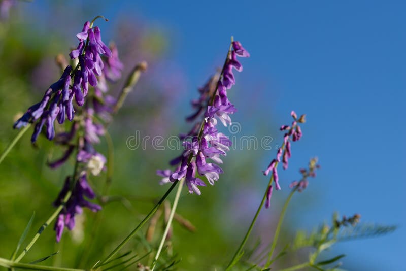 Wild vetch flowers stock photo. Image of wild, stem - 121773630