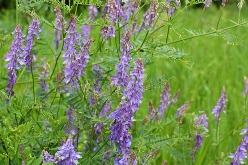 In the Wild, Vicia Tenuifolia Blooms Stock Image - Image of color ...