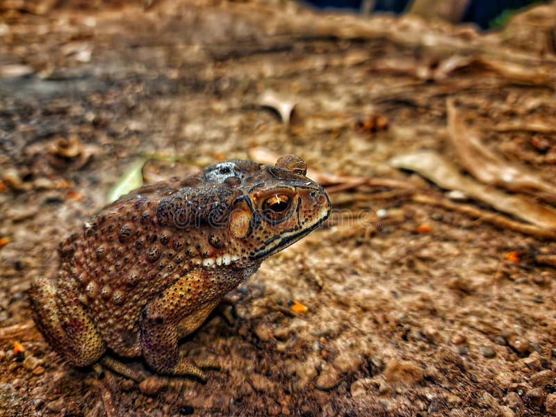 Wild Vietnamese Mekong Toad Stock Photo - Image of vietnamese, vietnam ...