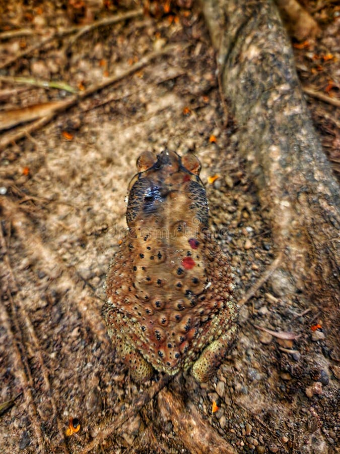 Wild Vietnamese Mekong Toad Stock Image - Image of vietnam, mekong ...
