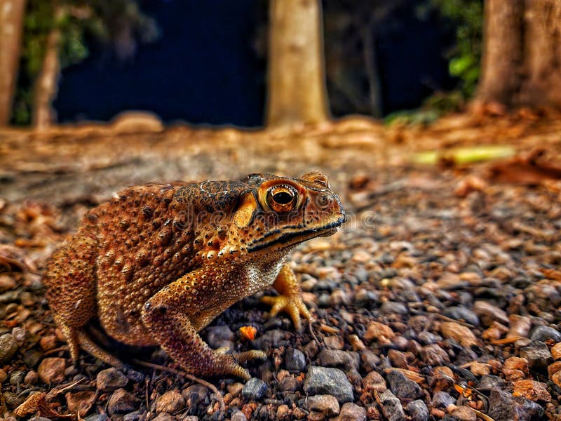 Wild Vietnamese Mekong Toad Stock Photo - Image of vietnam, mekong ...