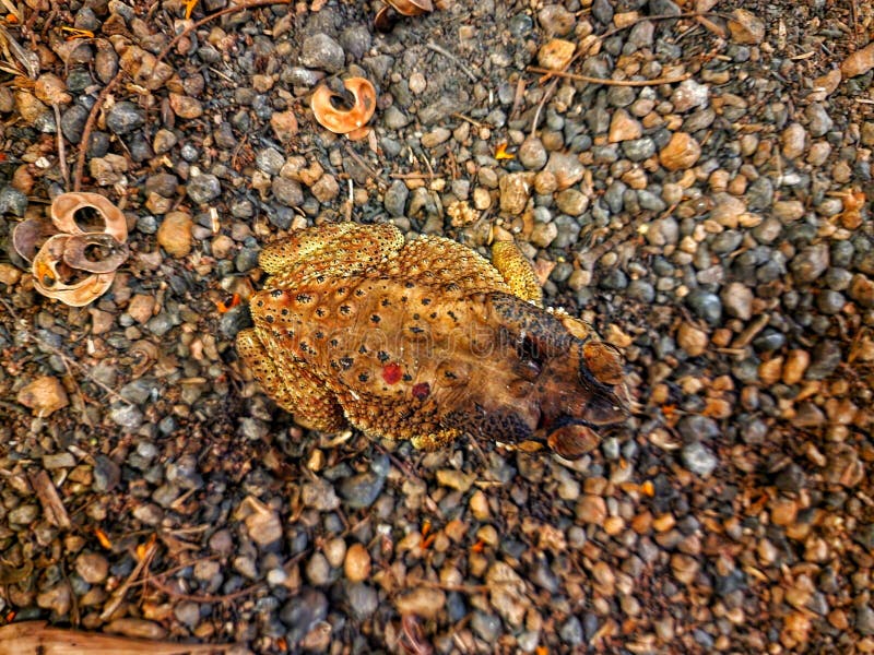 Wild Vietnamese Mekong Toad Stock Image - Image of mekong, wild: 308177323