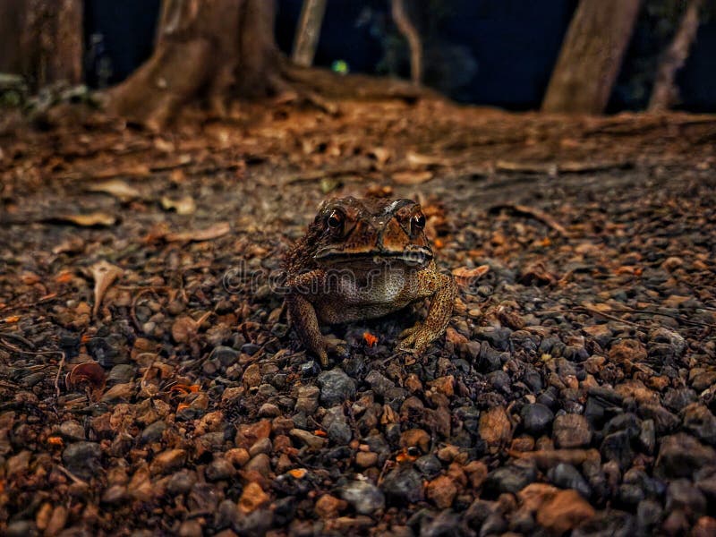 Wild Vietnamese Mekong Toad Stock Photo - Image of vietnamese, mekong ...