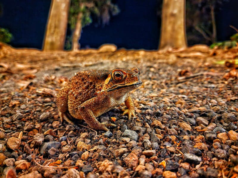Wild Vietnamese Mekong Toad Stock Image - Image of wild, vietnamese ...