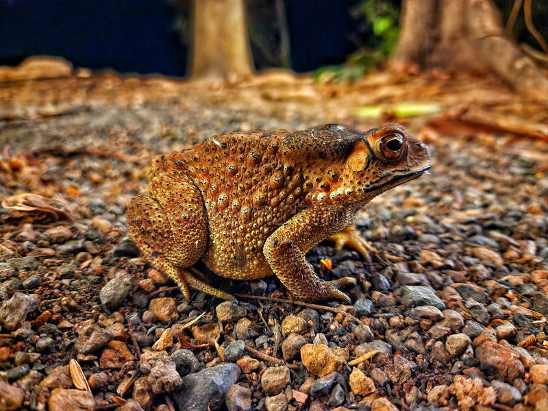 Wild Vietnamese Mekong Toad Stock Photo - Image of vietnam, toad: 308177366