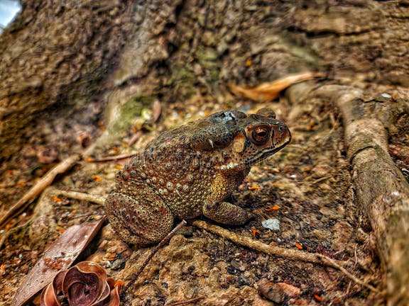 Wild Vietnamese Mekong Toad Stock Image - Image of vietnam, vietnamese ...
