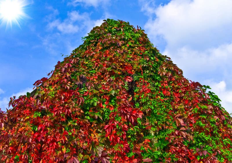 Wild vine stock photo. Image of flora, dense, bright - 11196042