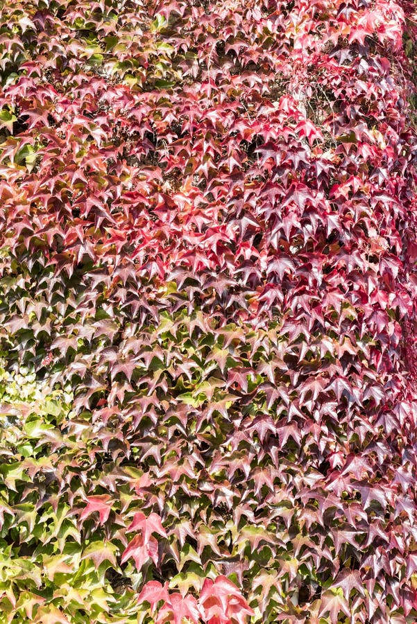 Wild Vine, Colorful Leaves in Red, Orange, Yellow, Green in Autumn ...