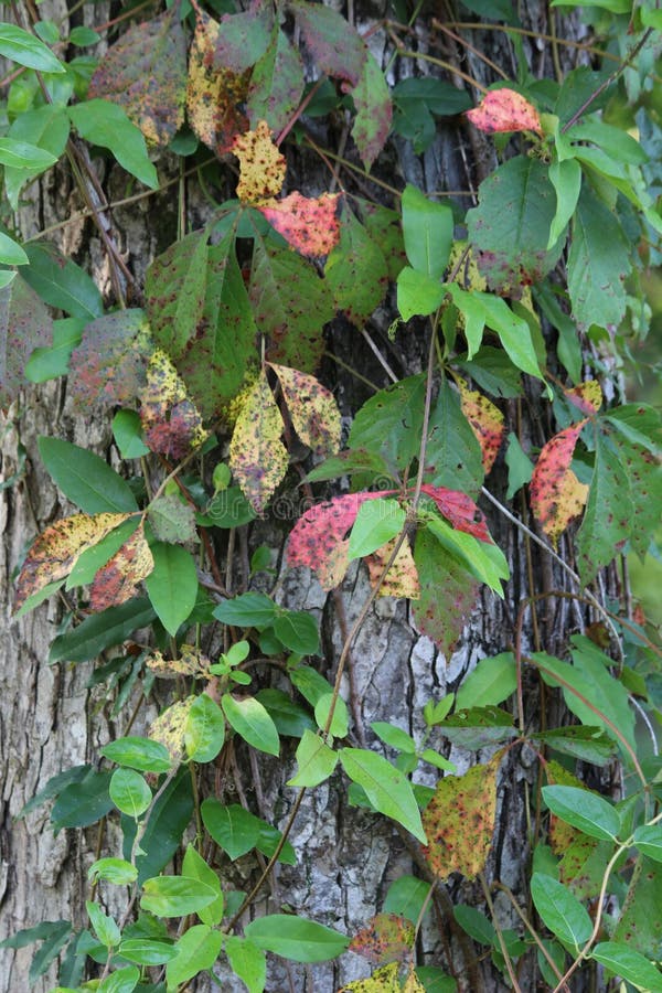 Wild Vine Growing on Tree Tunk Stock Photo - Image of royal, vine: 43811468