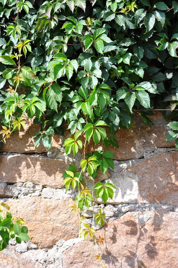 Wild vine leaves on wall stock photo. Image of creeper - 83618476