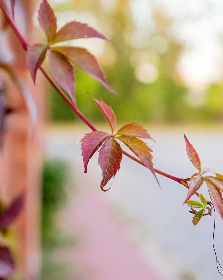 Wild Vine Shoot with Red Leaves in Autumn Robe. Stock Photo - Image of ...