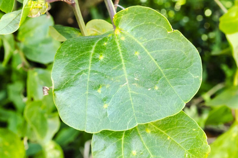 Double Lobed Leaf Of A Vine Stock Image Image Of Herb Plant 268314855