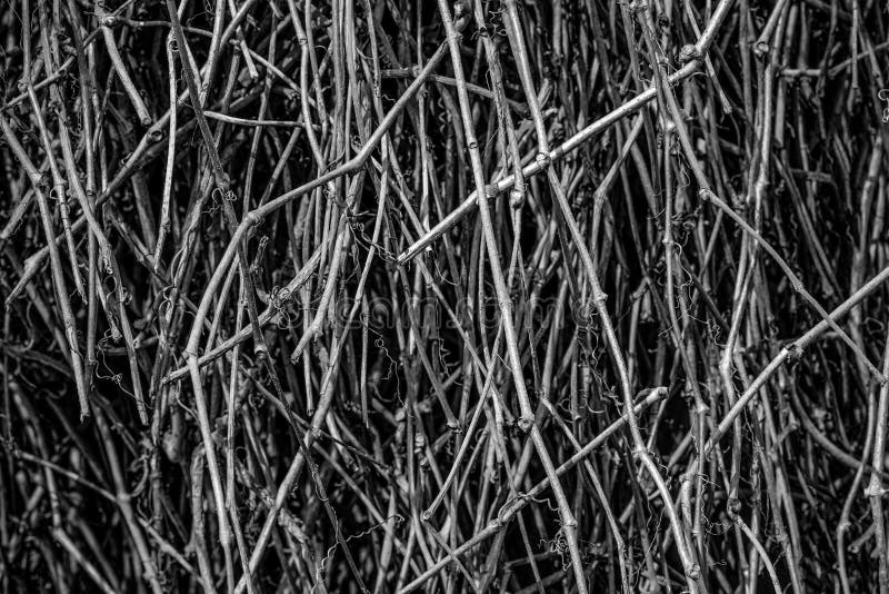 490+ Vine texture Free Stock Photos - StockFreeImages