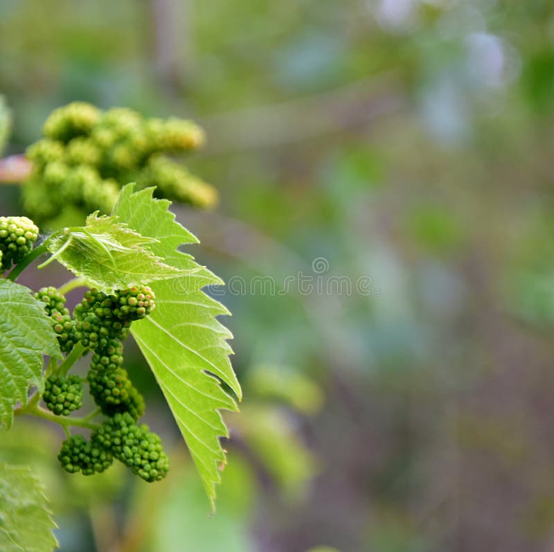 Wild Vine stock photo. Image of green, vine, fall, garden - 45016948