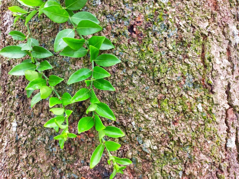 Wild Vines Adorn a Large Old Tree Stock Photo - Image of plant, jungle ...