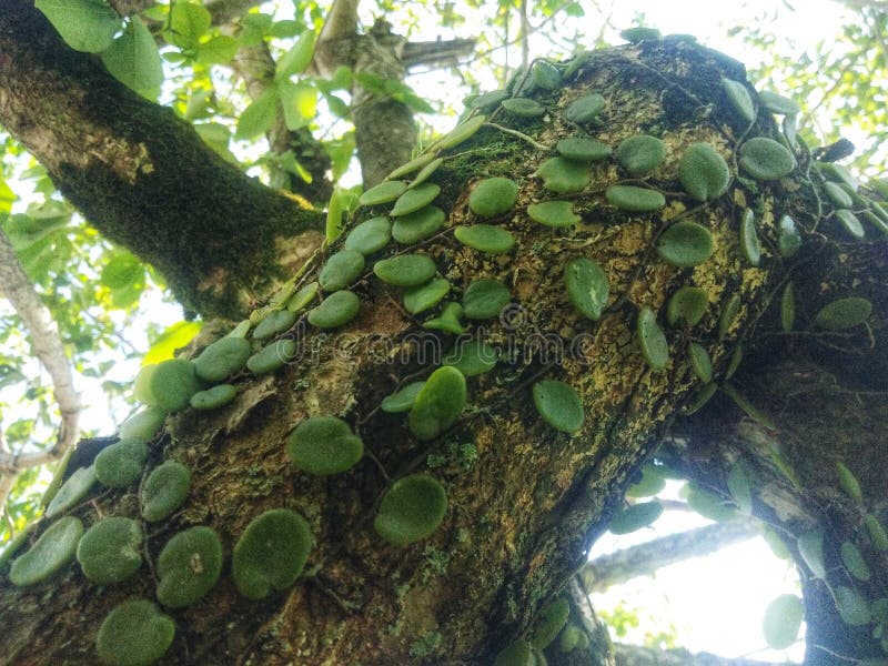 Wild Vines Growing on Trees by the Village Public Road Stock Image ...