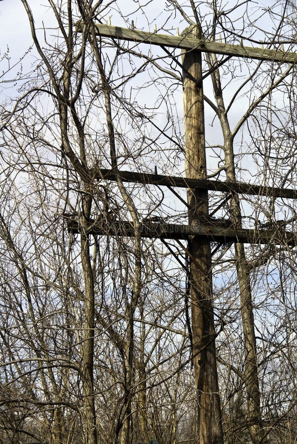 Wild Vines, Trees and a Pole Stock Image - Image of blue, nature: 30579829