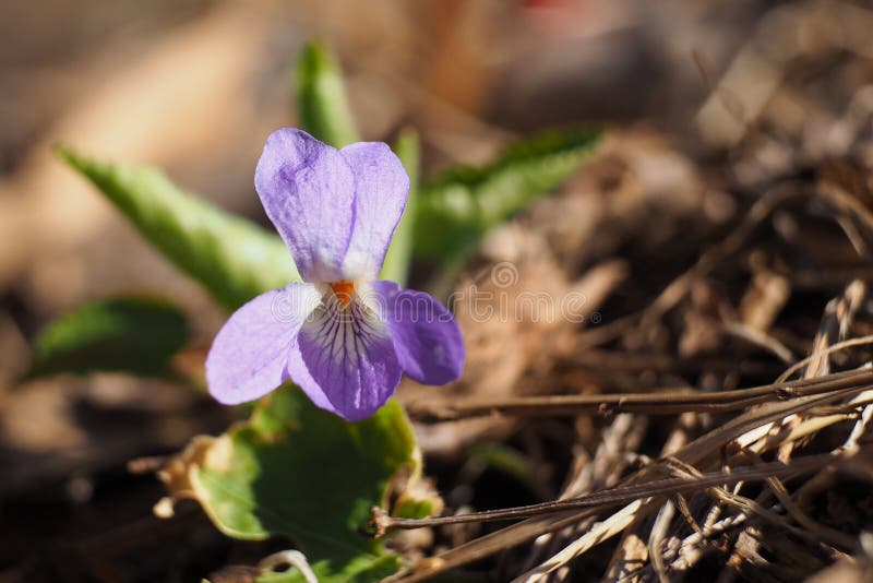 Wild Violet Close-up in the Spring Forest. a Purple Bud Brightly Lit by ...