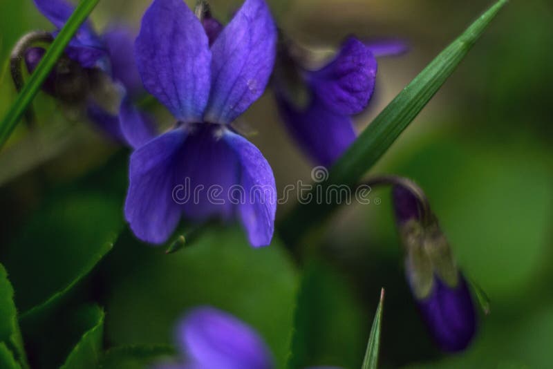 Wild Violet stock photo. Image of viola, spring, purple - 217034284