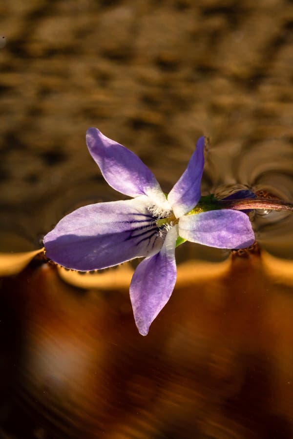 Wild Violet Flower, Macro Shot of Viola Odorata Flower Isolated on ...
