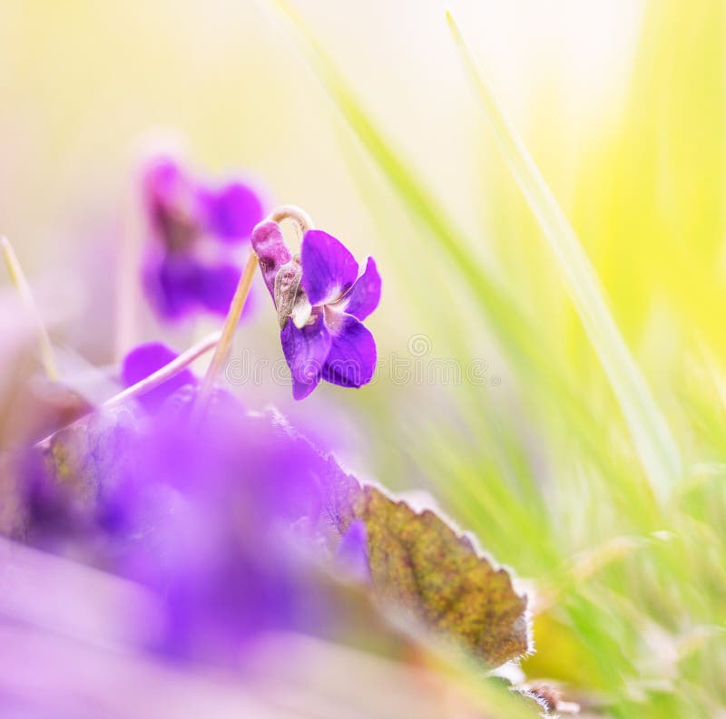 Wild Violet Flower on a Sunny Spring Day in a Meadow Stock Image ...