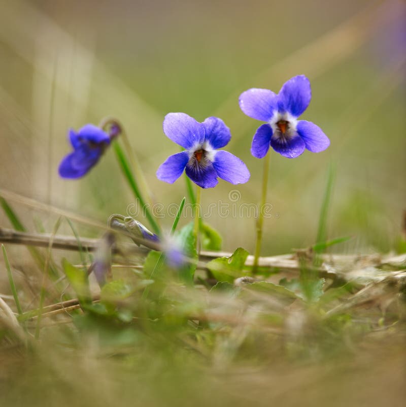 Wild violet flowers stock photo. Image of wild, purple - 113559208