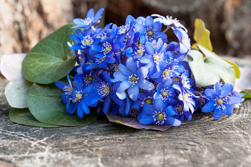 Spring violets flowers stock image. Image of fresh, flora - 30528959