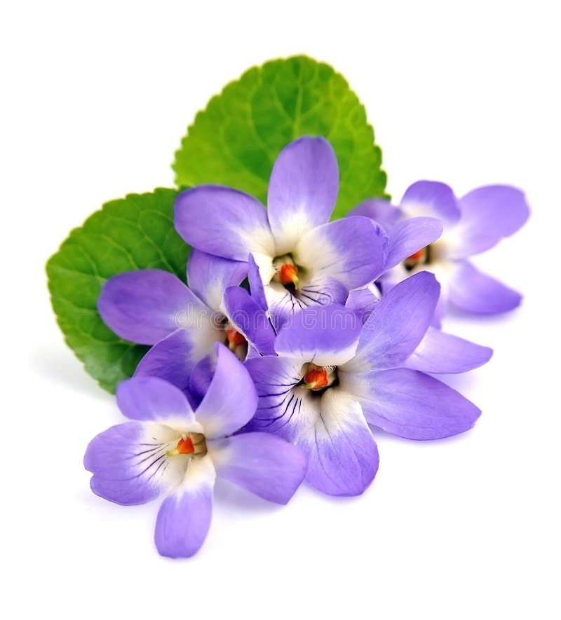 Wild Spring Violets Flowers Close Up Stock Photo - Image of meadow ...