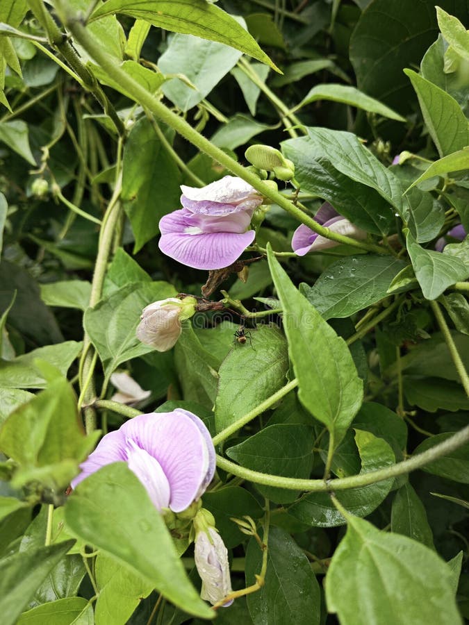Wild Violet Spurred Butterfly Pea Flower in the Bushes. Stock Photo ...