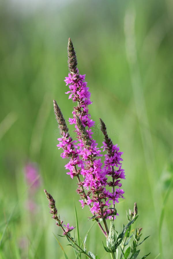 Wild violet summer flower stock image. Image of flores - 37694915