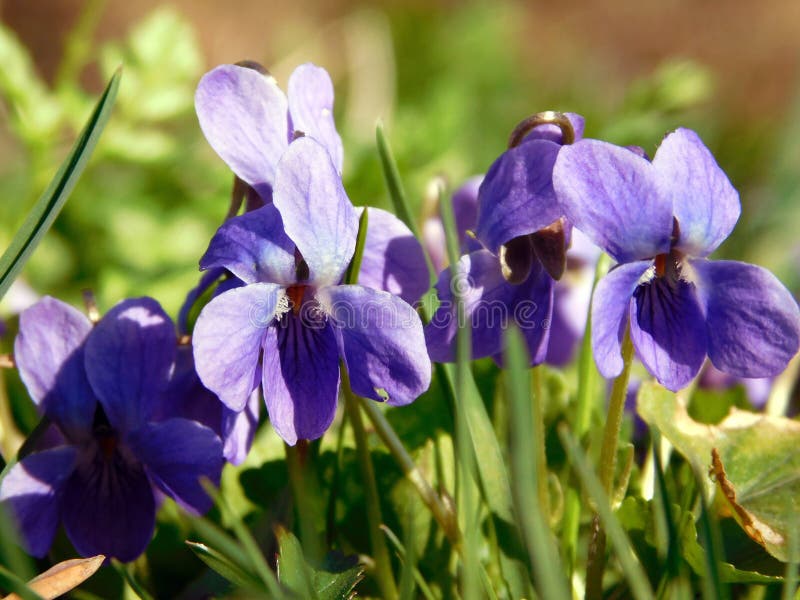 Wild Violet Viola on Meadow Stock Image - Image of meadow, violet ...