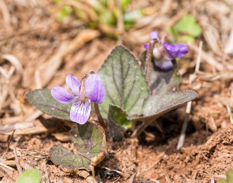 Viola Spp Stock Photos - Free & Royalty-Free Stock Photos from Dreamstime