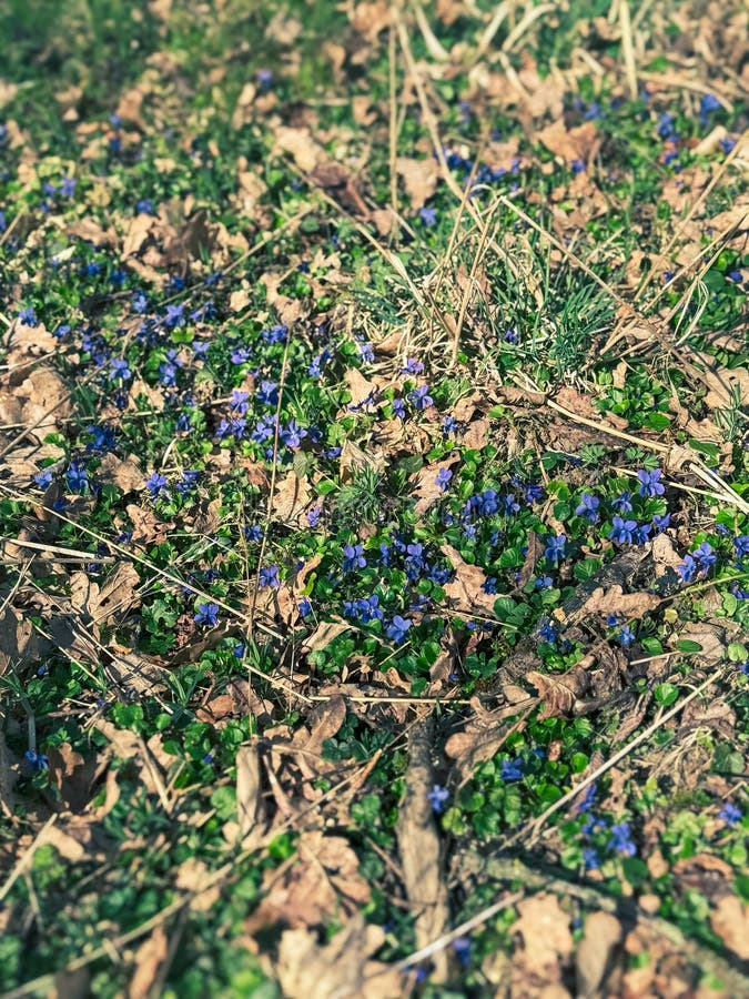 Wild Violets Bloom Blue on the Forest Floor on a Sunny Day in Spring ...