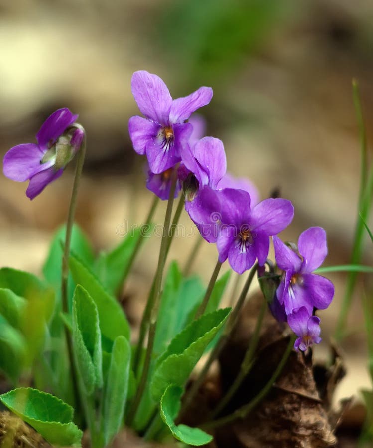 Bouquet of violets stock photo. Image of spring, flowers - 21762066