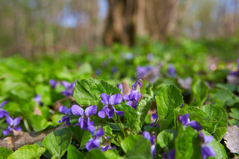 Wild Violets Blooming in Forest. the First Spring Purple Flower Stock ...