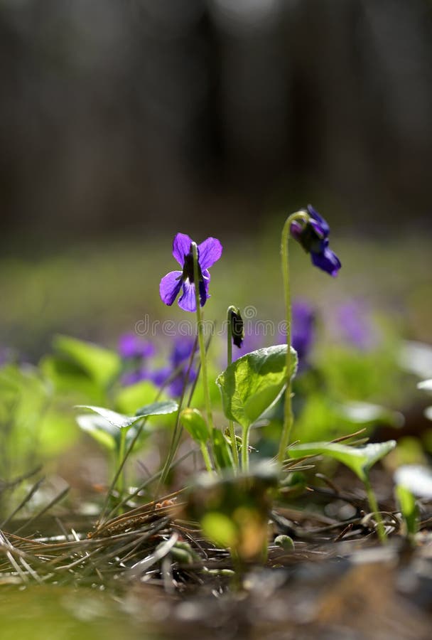 Wild Violets Blooming in a Spring Forest, Vertical Stock Photo - Image ...