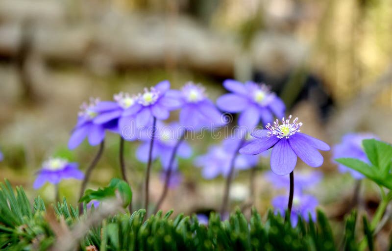 Wild violets in the forest stock photo. Image of blooming - 19272980