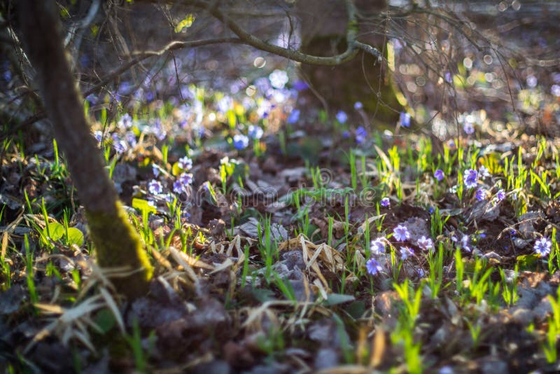 Wild violets in forest stock photo. Image of wild, forest - 120269836