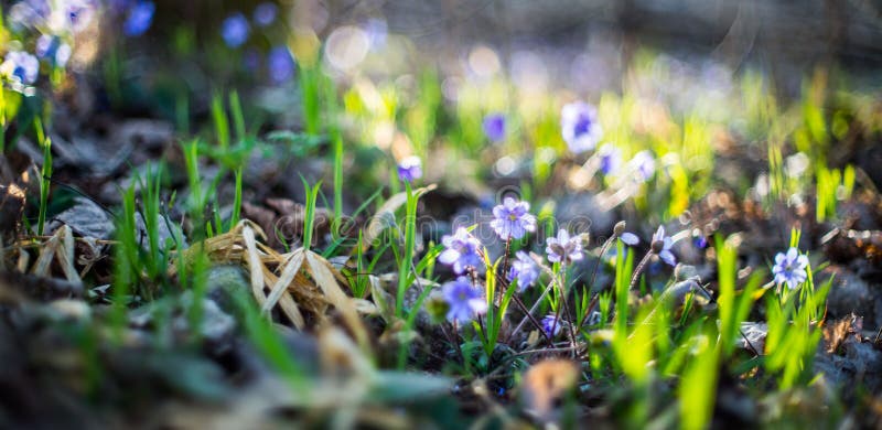Wild violets in forest stock image. Image of bloom, forest - 120269837
