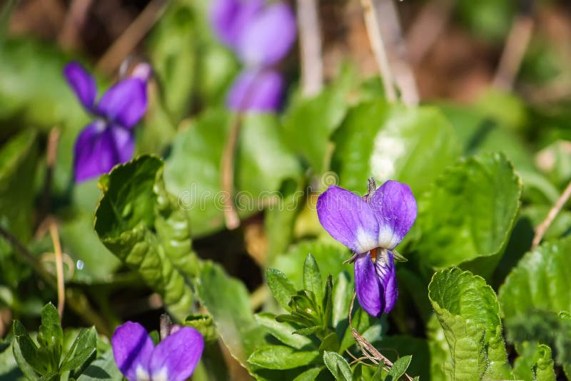Wild Violets Growing in Spring Forest Stock Photo - Image of closeup ...