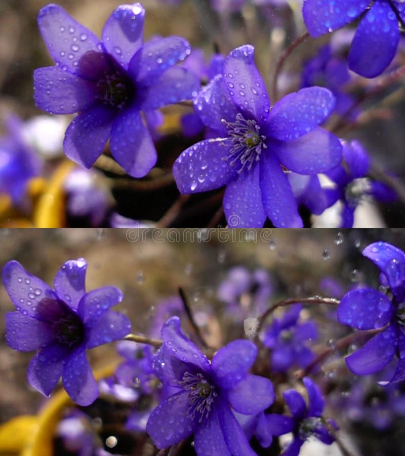 Wild violets in rain stock photo. Image of detailn, nature - 144199098