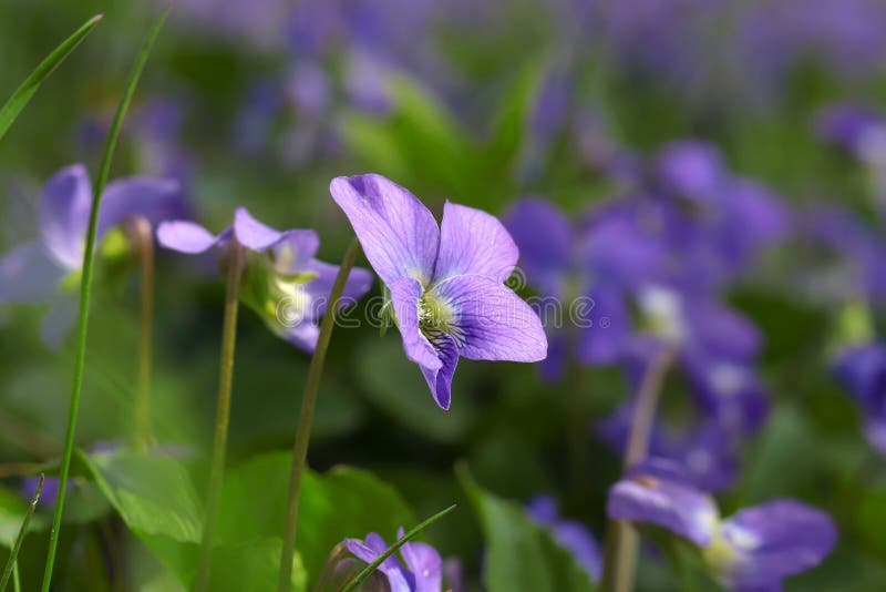 Violets in Spring stock image. Image of flowers, pansies - 113491931