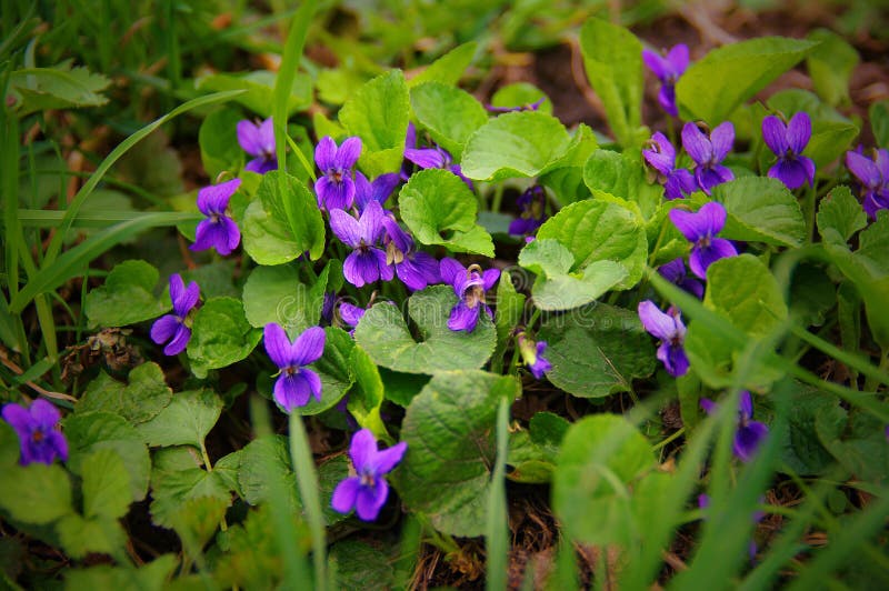 Wild Violets in the Spring Forest Stock Photo - Image of growth ...