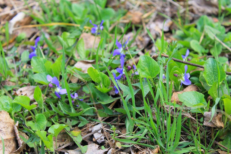 Wild violets stock image. Image of odorata, aroma, forest - 69521239